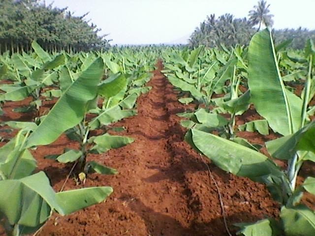 Recommended Plantain’s Climatic Requirement - Agric4Profits